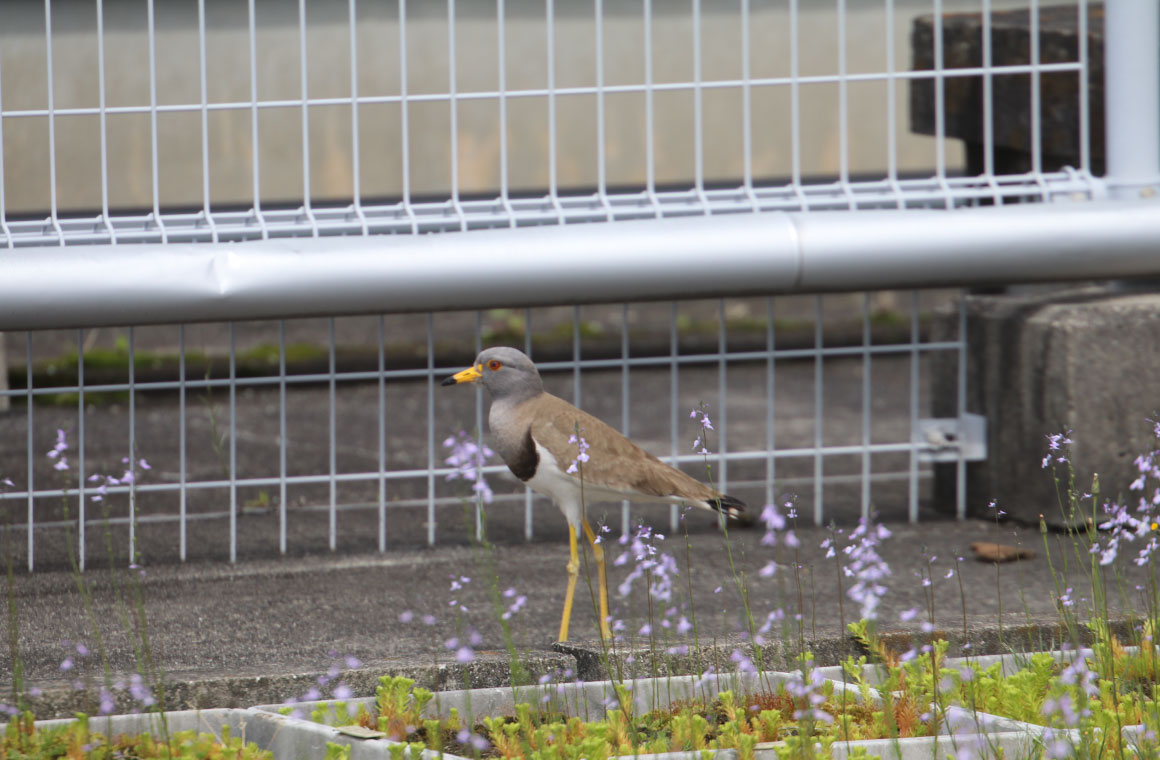 Environmental Initiatives | Canon Machinery Inc.